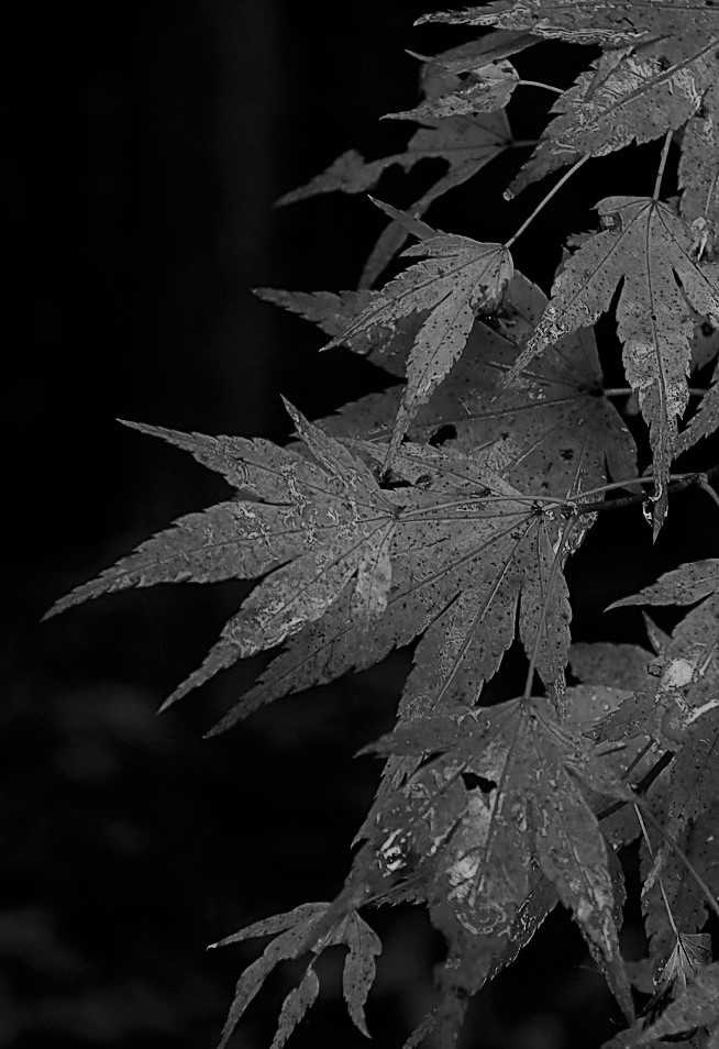 trance dance: 暗黒舞踊 Ankoku Butoh | King River Press
